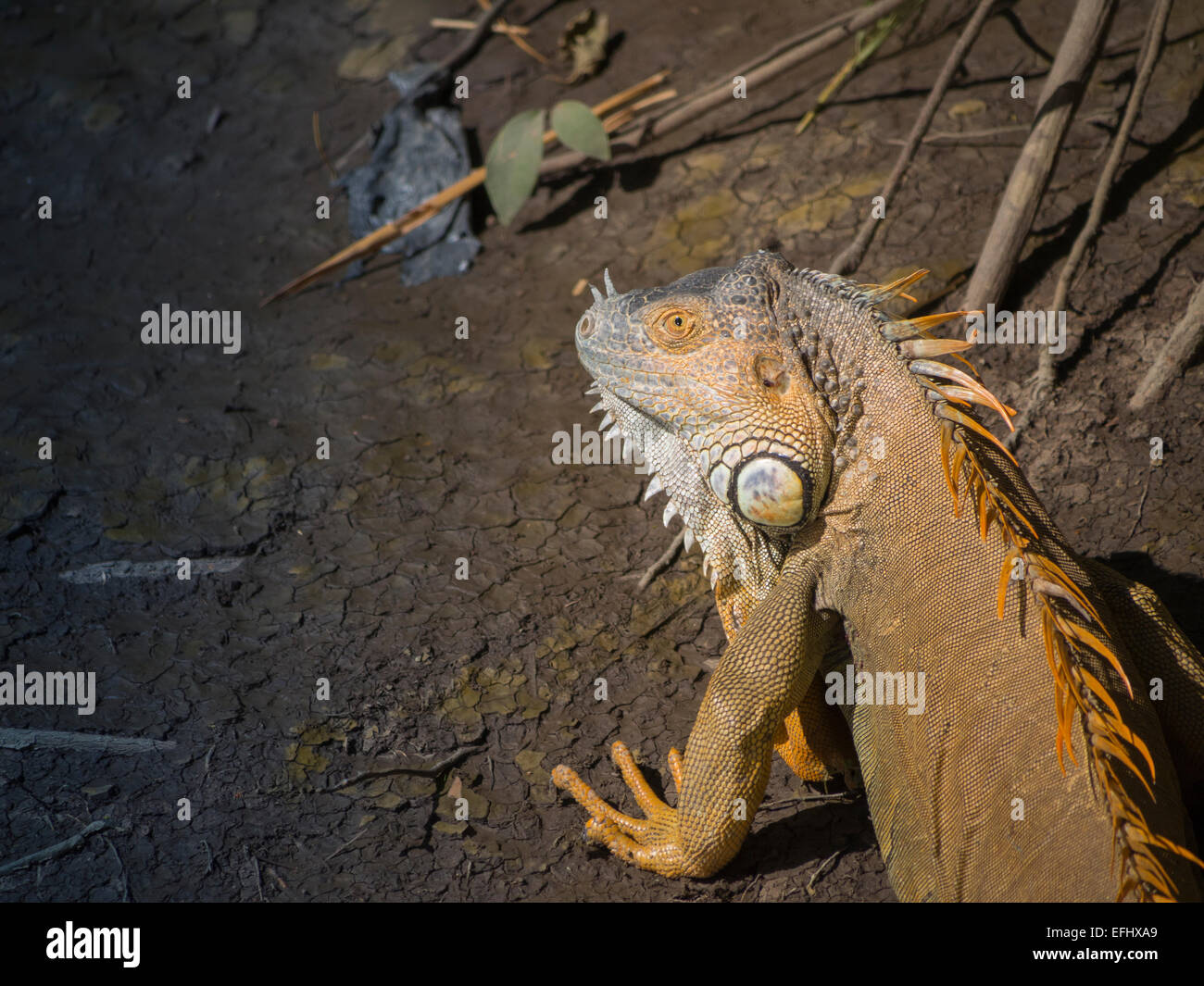 Iguana verde iguana iguana hi-res stock photography and images - Alamy