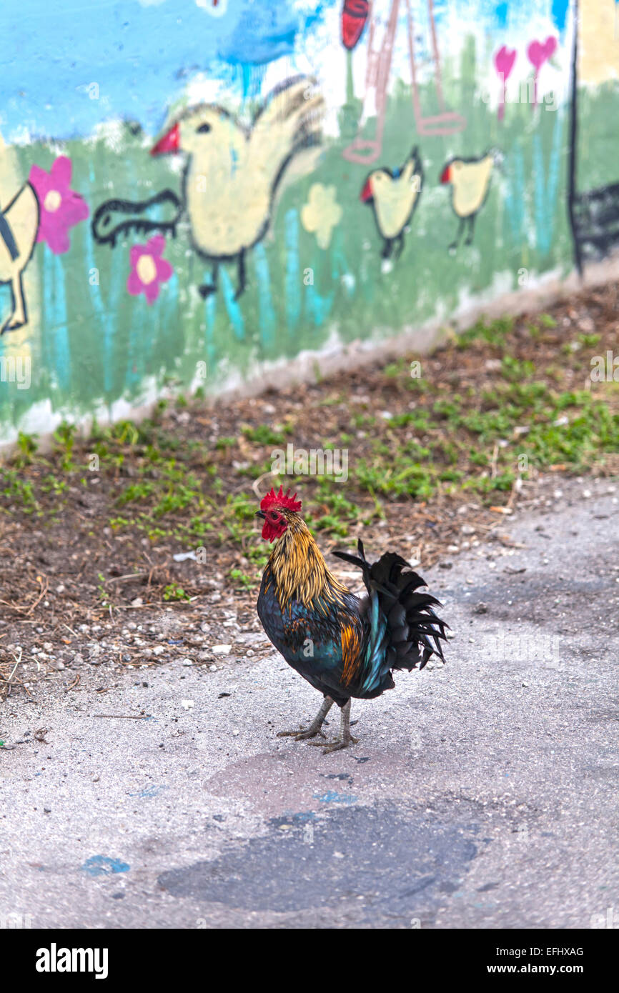 Roosters and chickens belong to the city of Key West, Key West, Florida ...