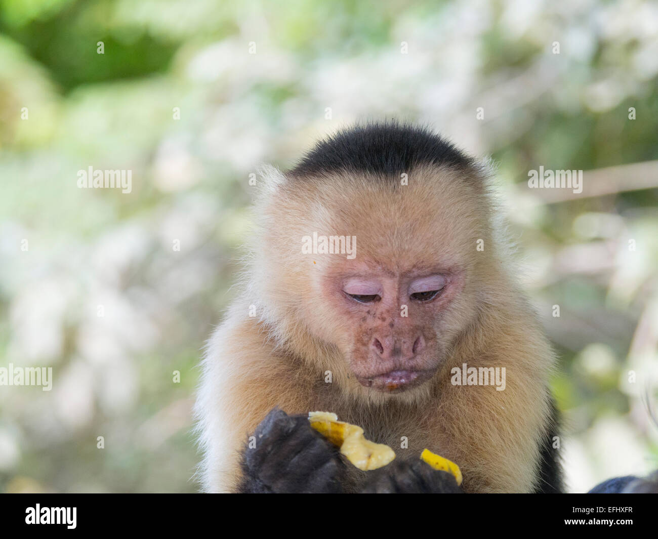 Capuchin monkey eating Stock Photo - Alamy