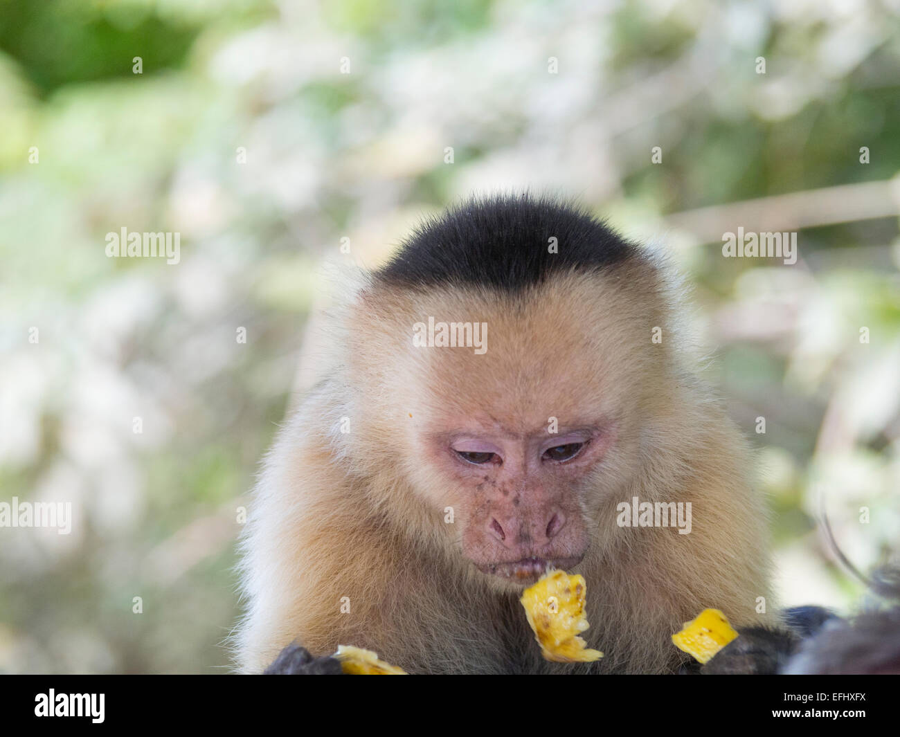 Capuchin Monkey Eating High Resolution Stock Photography and Images - Alamy