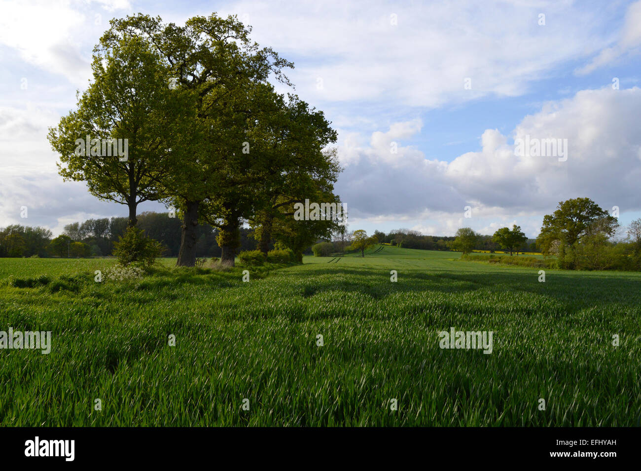 Farmers field with trees hi-res stock photography and images - Alamy