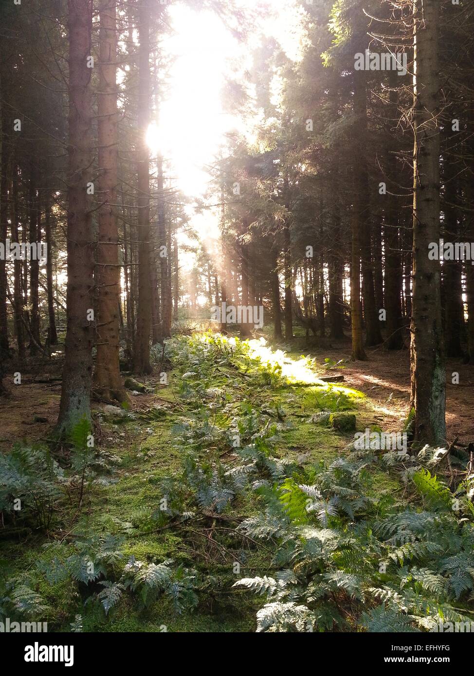 Light Coming Through Trees Stock Photos & Light Coming Through Trees ...