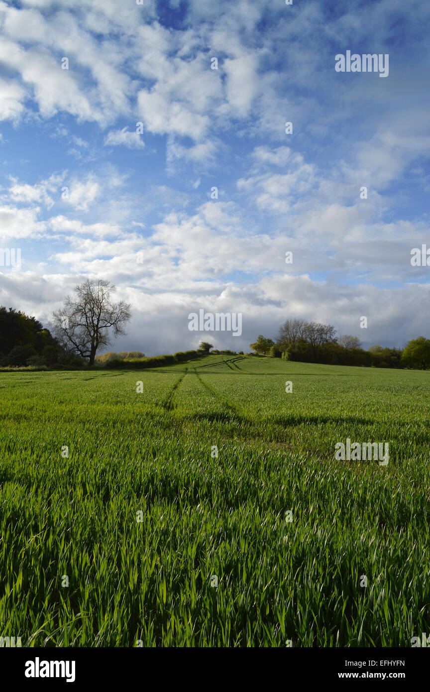 Portrait of a verdant field with a cloudy but sunny sky. Beautiful ...