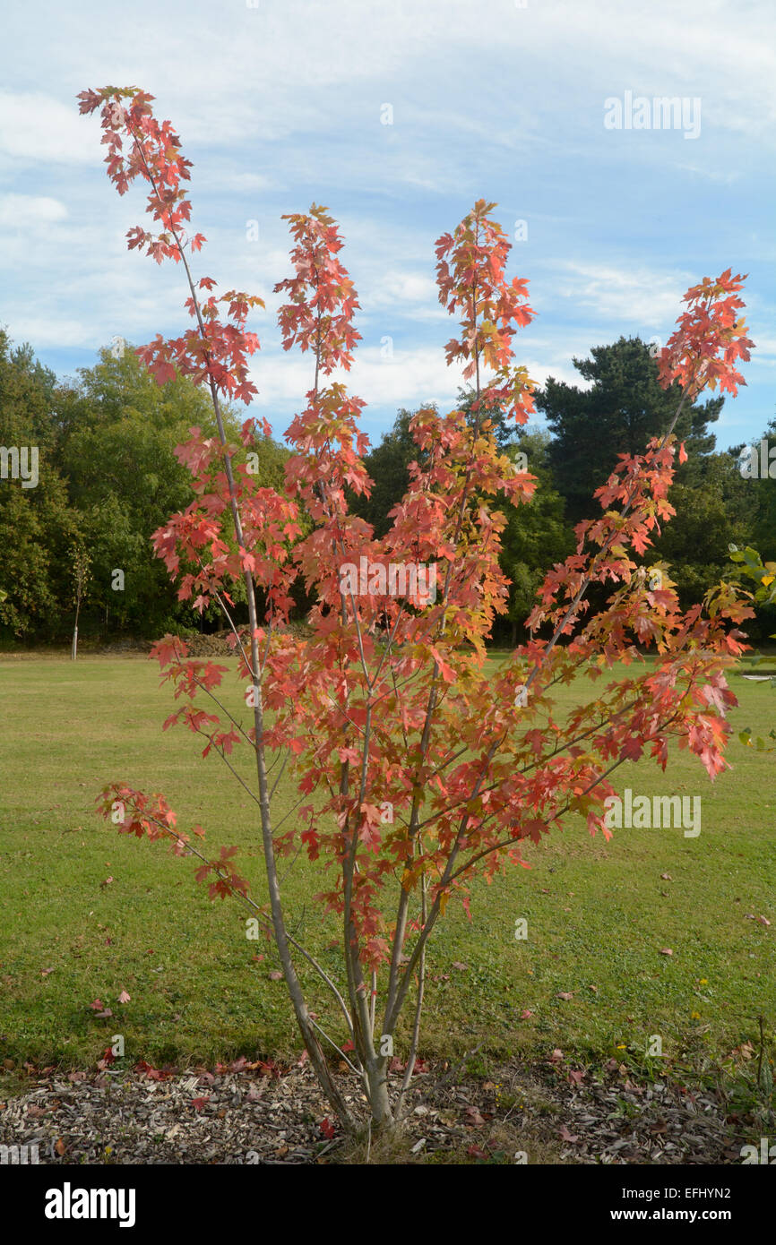 Maple tree with red leaves in autumn at Norse Road cemetery, Bedford ...