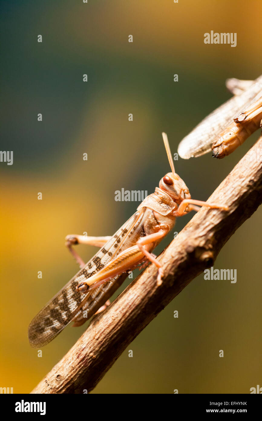 Whipsnade zoo : wildlife - desert locust (Schistocerca gregaria Stock ...