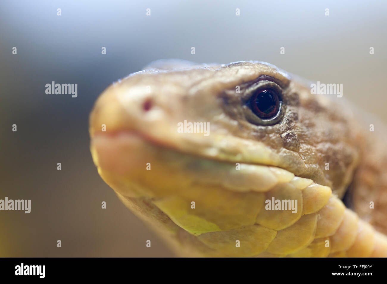 Rough scaled plated lizard gerrhosaurus major hi-res stock photography ...