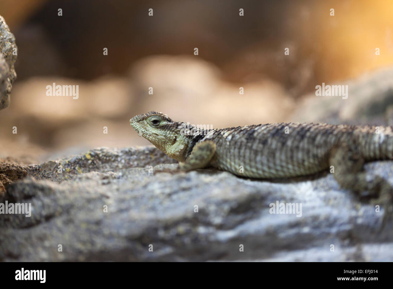 Whipsnade zoo : wildlife - Blue Spiny Lizard (Sceloporus serrifer ...
