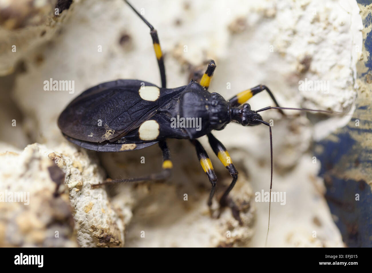 Whipsnade zoo : wildlife - Twin Spot Assassin Bug (Platymeris biguttata ...