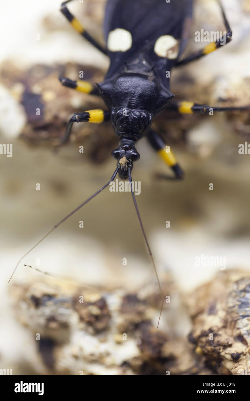 Whipsnade zoo : wildlife - Twin Spot Assassin Bug (Platymeris biguttata ...