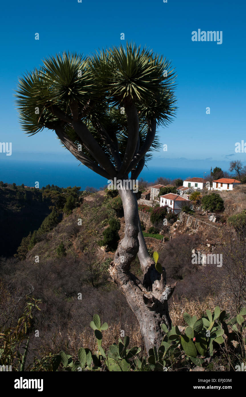 Canary Islands Dragon Trees are native to La Palma, Teneriffa, Gran ...