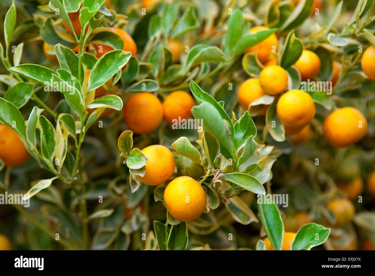 Tangerine garden hi-res stock photography and images - Alamy