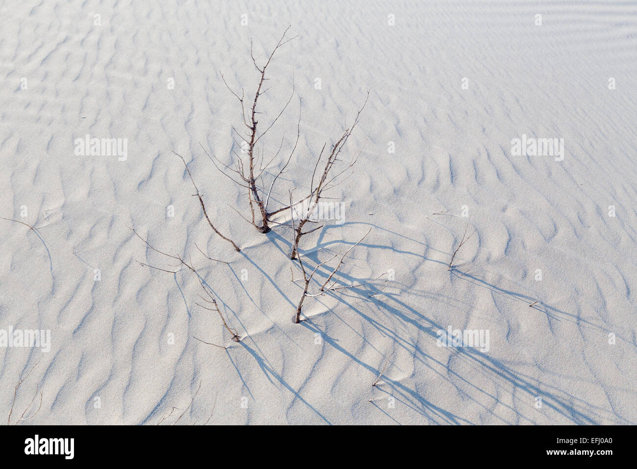 Ecology desert hi-res stock photography and images - Alamy
