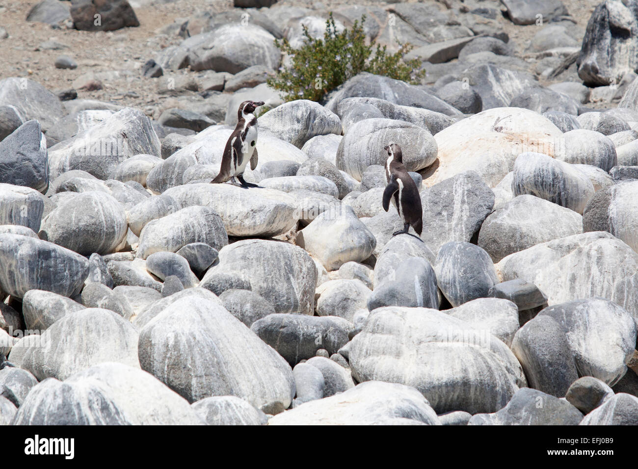 Humboldt penguins. Pan de Azucar Island. Region de Atacama ...