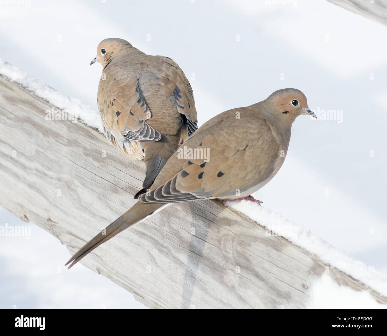 Mourning doves hi-res stock photography and images - Alamy