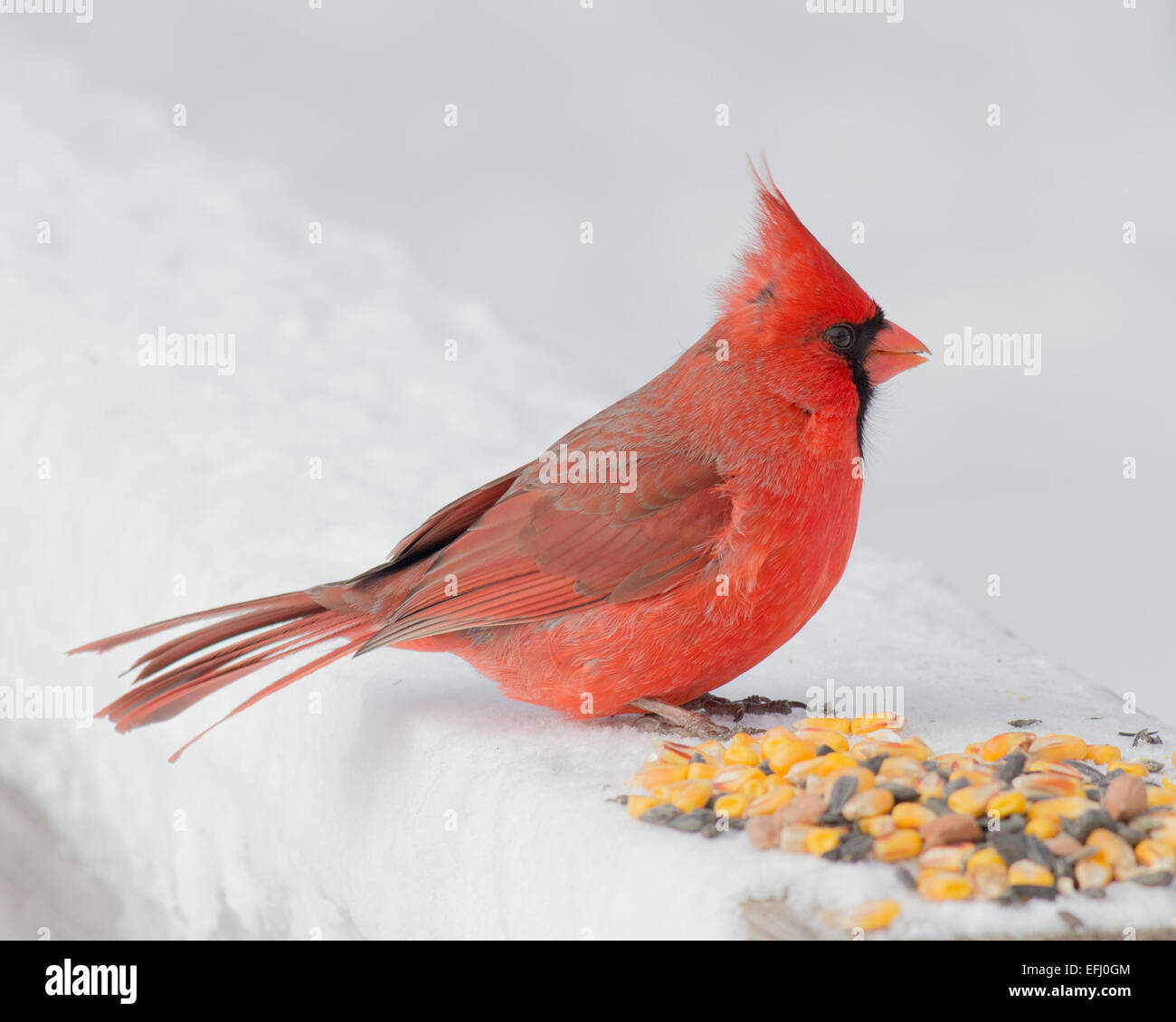Cardinal bird songbird hi-res stock photography and images - Alamy