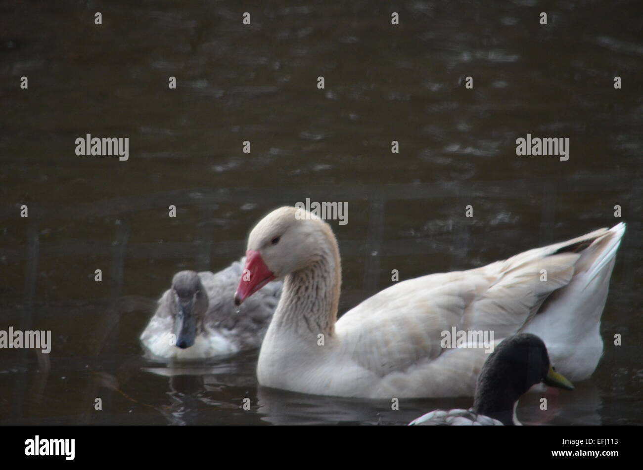 Goose and ducks Stock Photo - Alamy