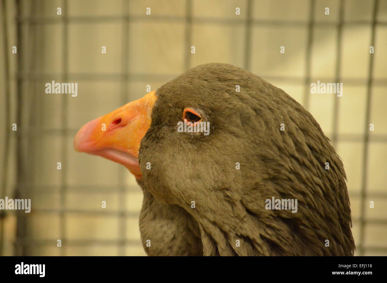 Cage goose hi-res stock photography and images - Alamy