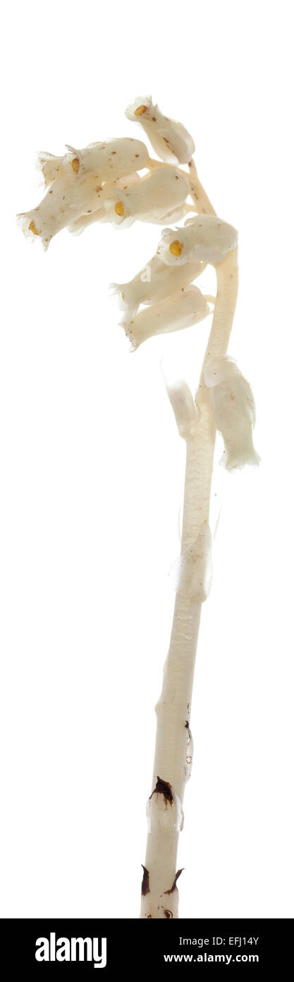 Monotropa hi-res stock photography and images - Alamy