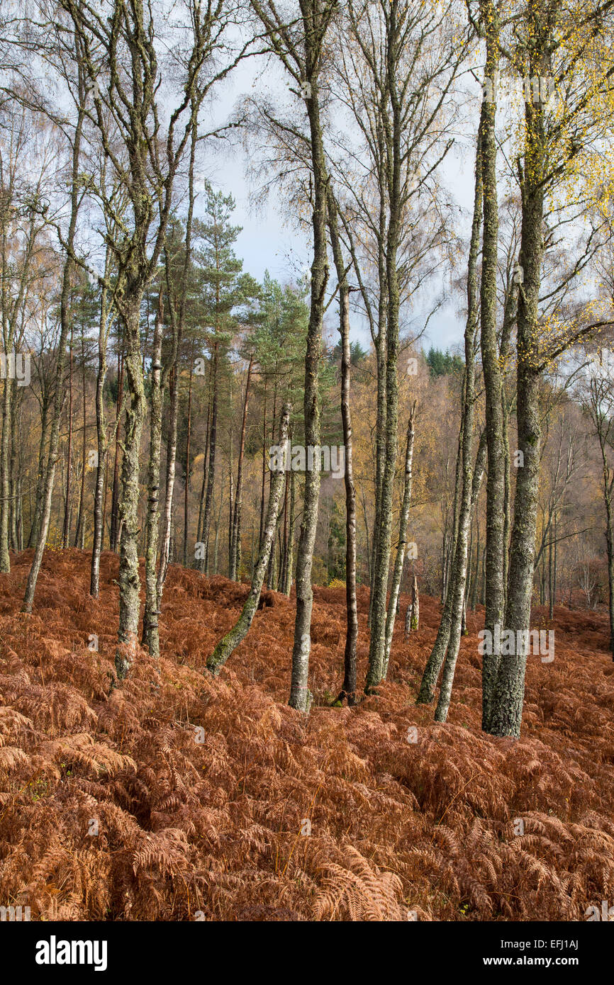 Woodland ferns hi-res stock photography and images - Alamy