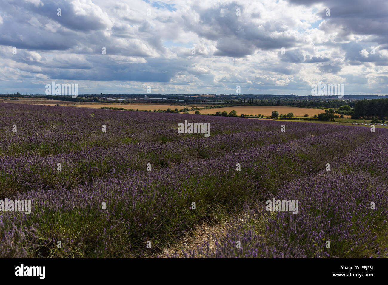 Cadwell lavender farm ickleford hitchin hi-res stock photography and ...