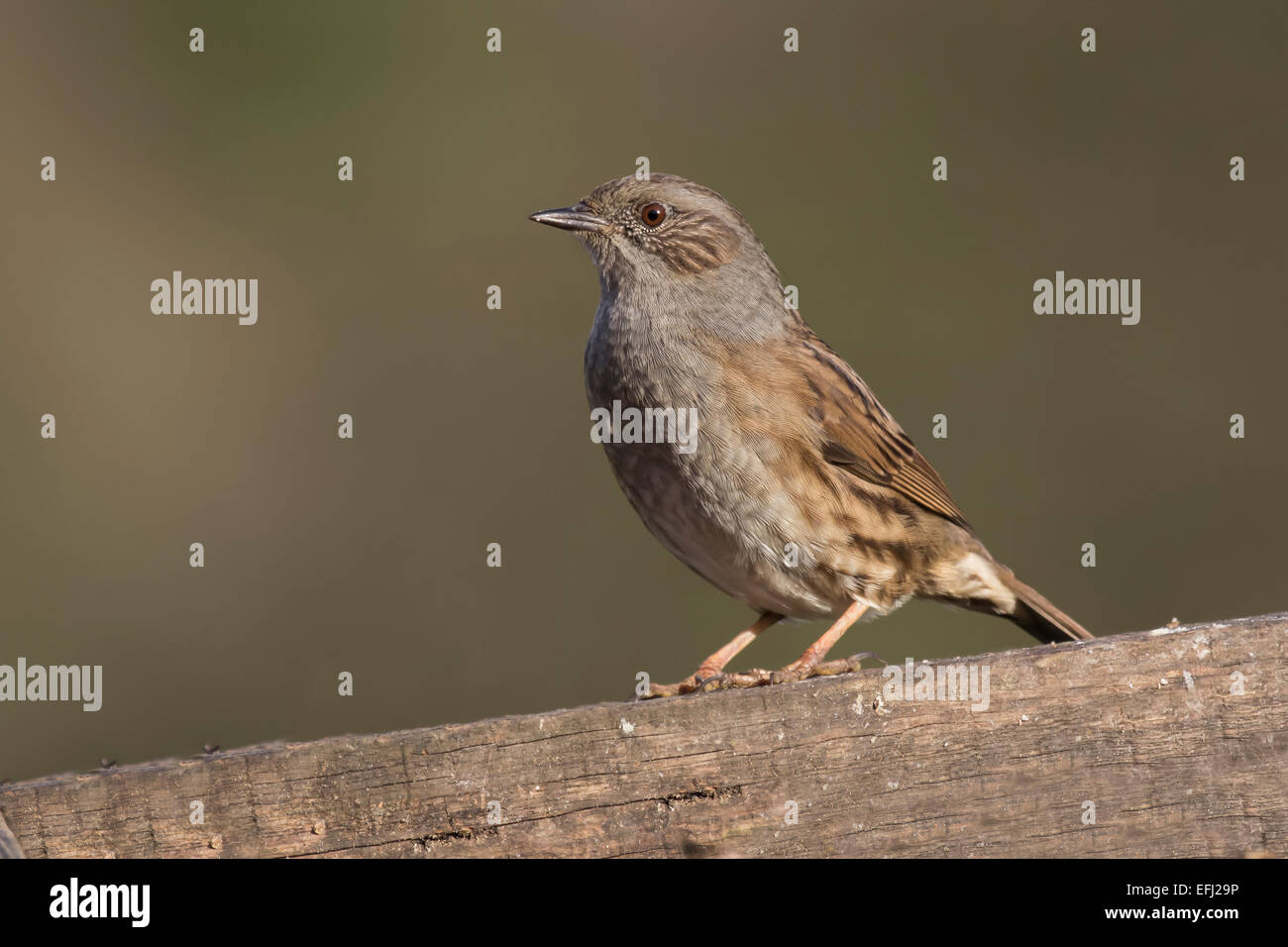 On a hegde hi-res stock photography and images - Alamy