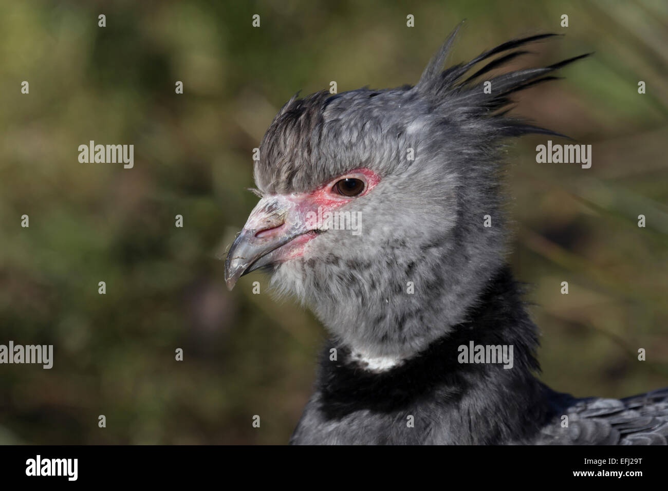 Crested screamer hi-res stock photography and images - Alamy