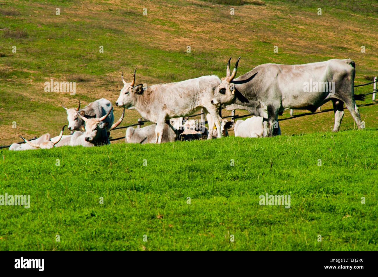 agriculture animal animals blue bull cattle countryside couple dairy ...