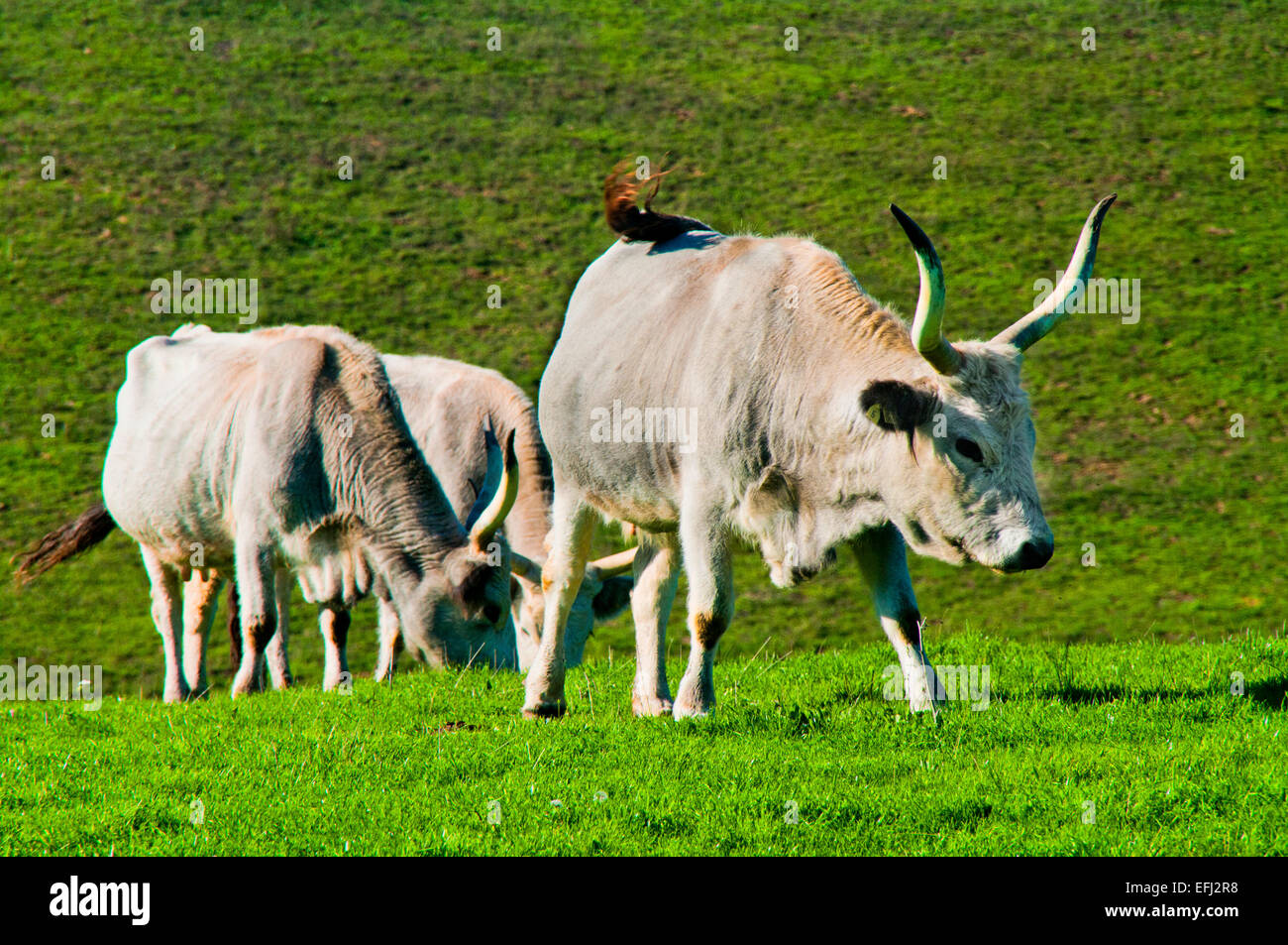 agriculture animal animals blue bull cattle countryside couple dairy ...