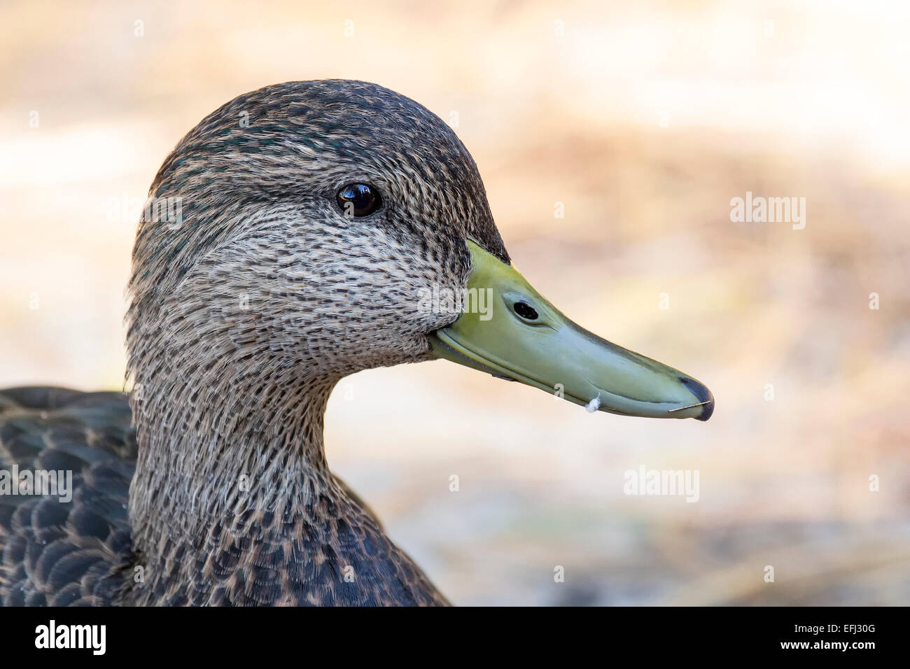Female Mallard Duck Stock Photo - Alamy