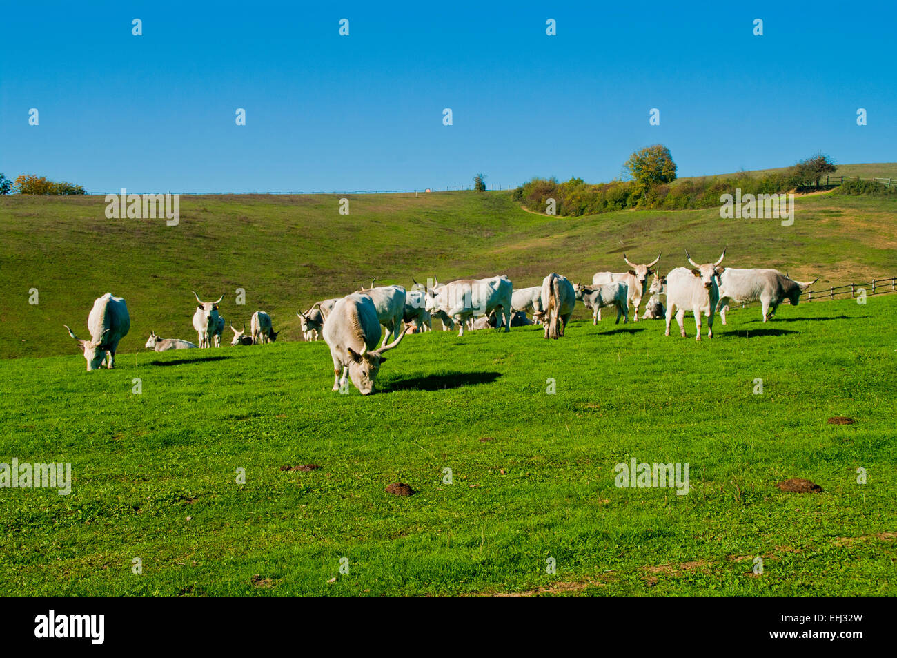 agriculture animal animals blue bull cattle countryside couple dairy ...