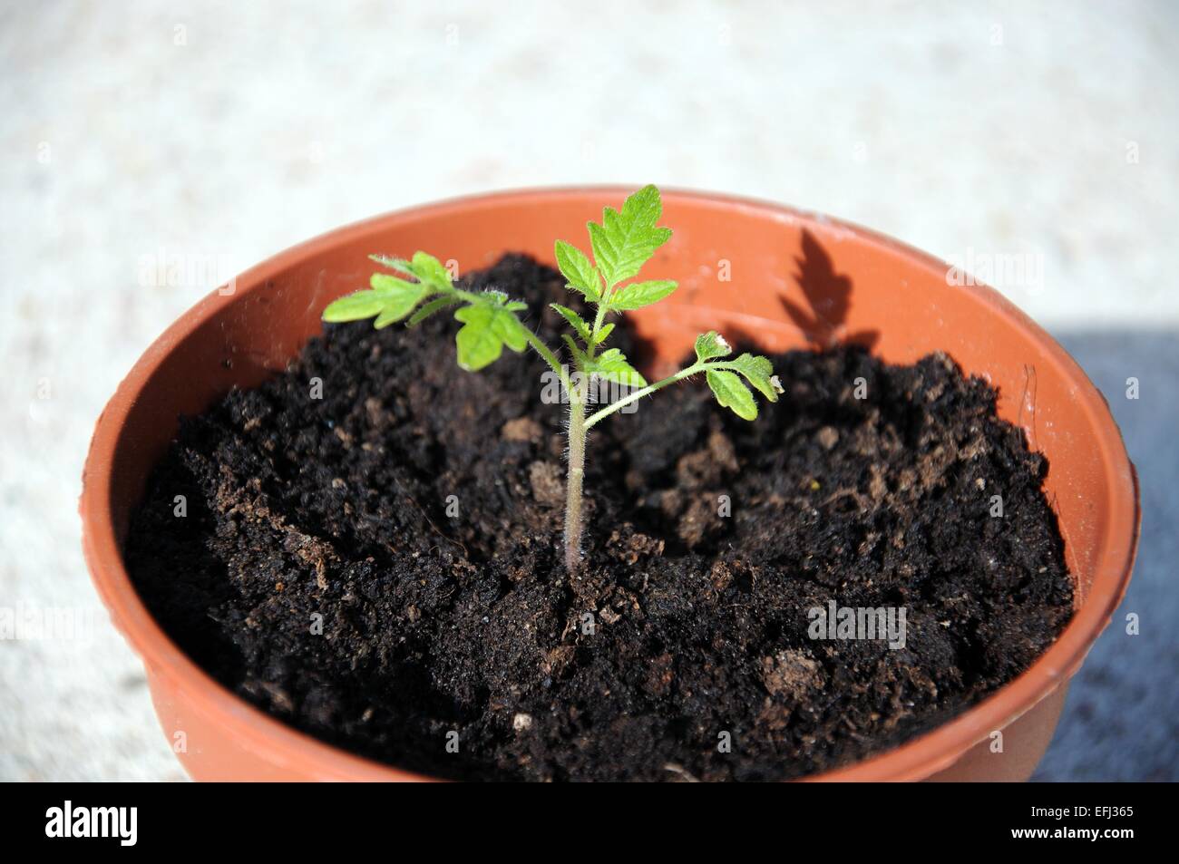 Maskotka cherry tomato seedling in a plastic pot Stock Photo - Alamy
