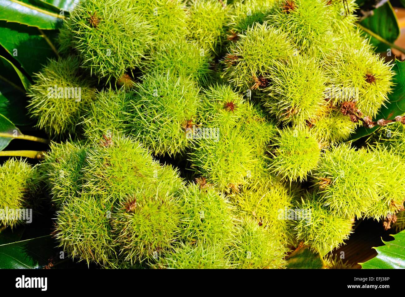 Edible chestnuts in pods growing on the tree, UK Stock Photo - Alamy