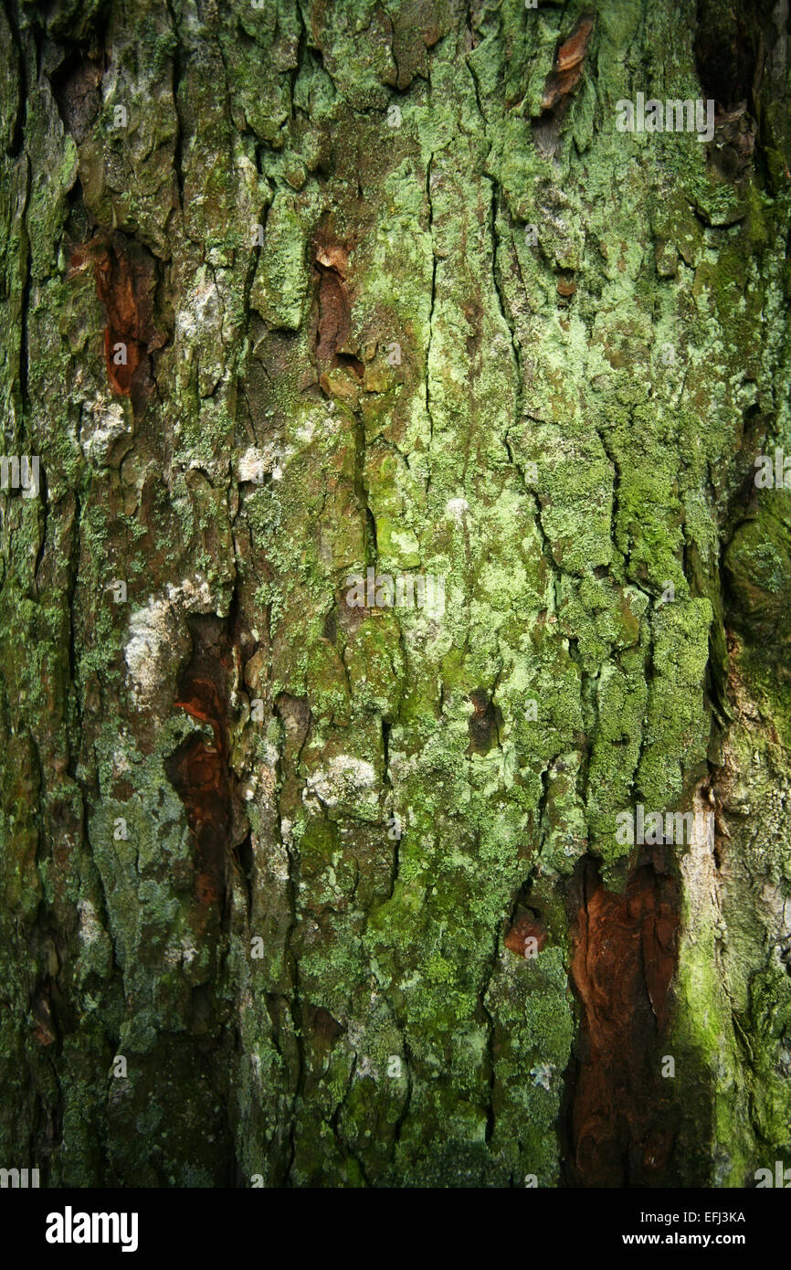 Full screen high resolution shot of old wood. Good for a texture or a ...
