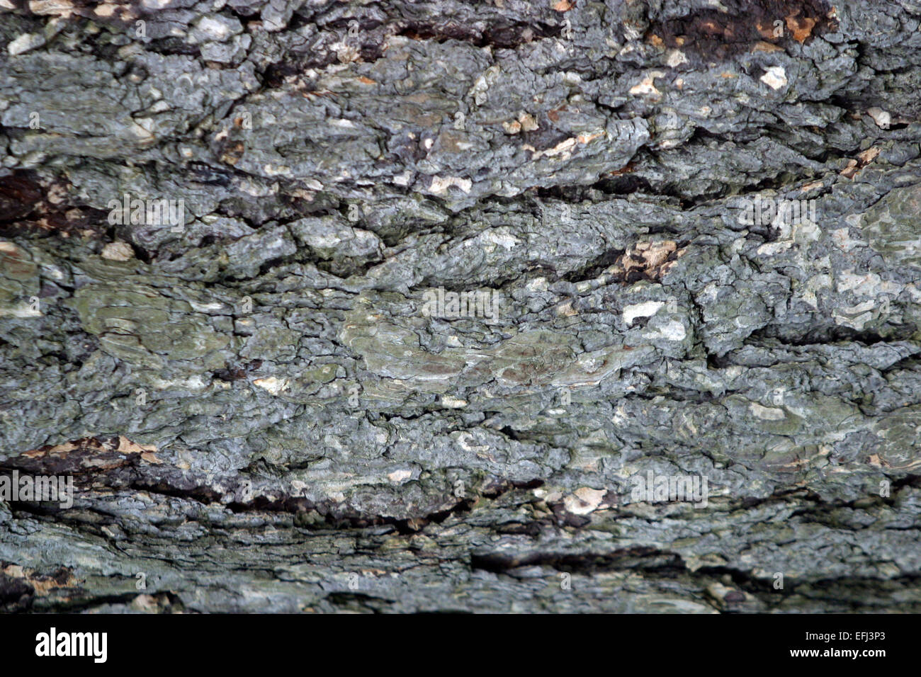 Full screen high resolution shot of old wood. Good for a texture or a ...