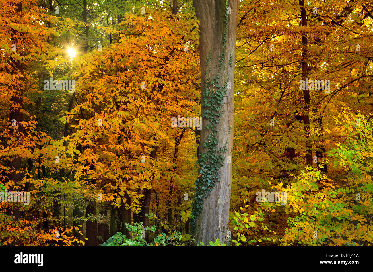 Autumn forest with sun rays through the trees Stock Photo - Alamy