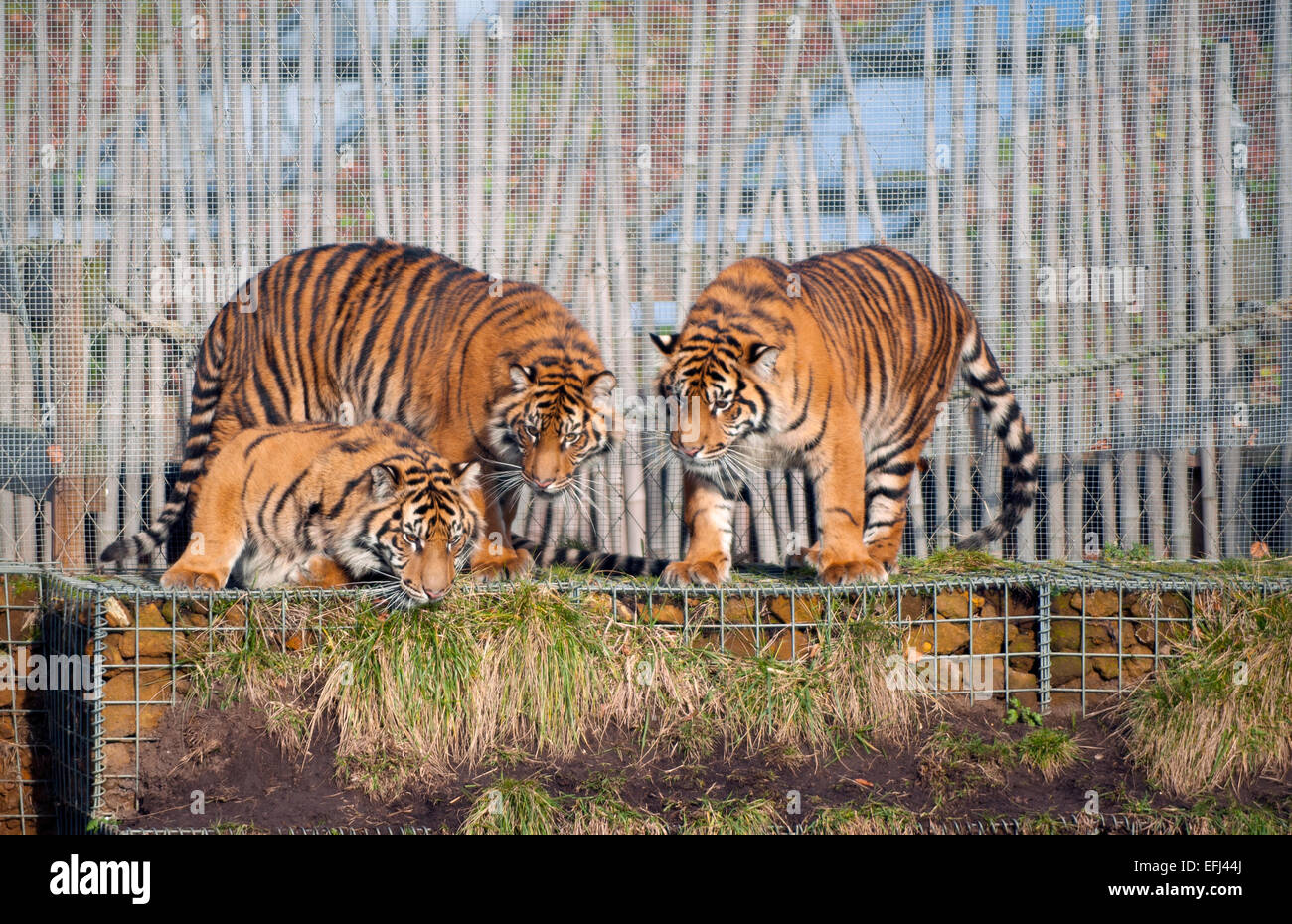Sumatran breeding tiger hi-res stock photography and images - Alamy
