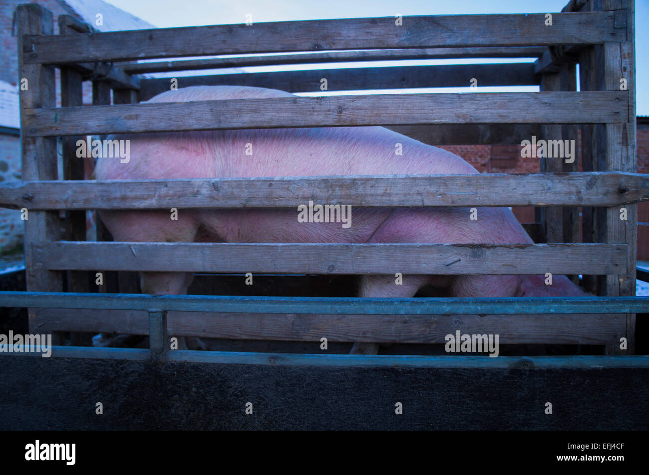 hog-killing time, wooden transport box Stock Photo - Alamy