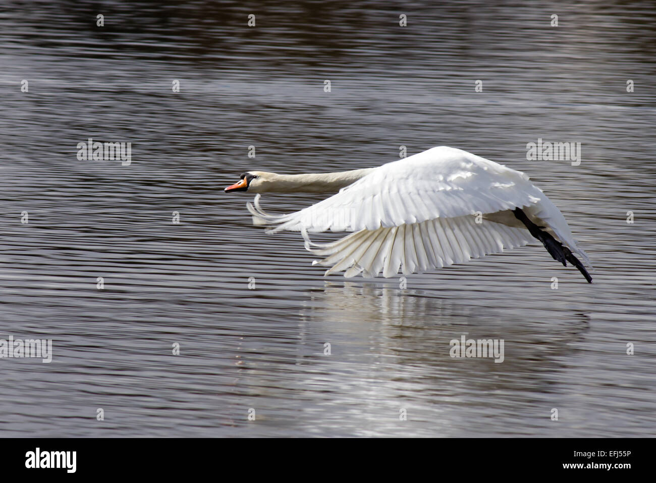 Swan Flying Low High Resolution Stock Photography and Images - Alamy
