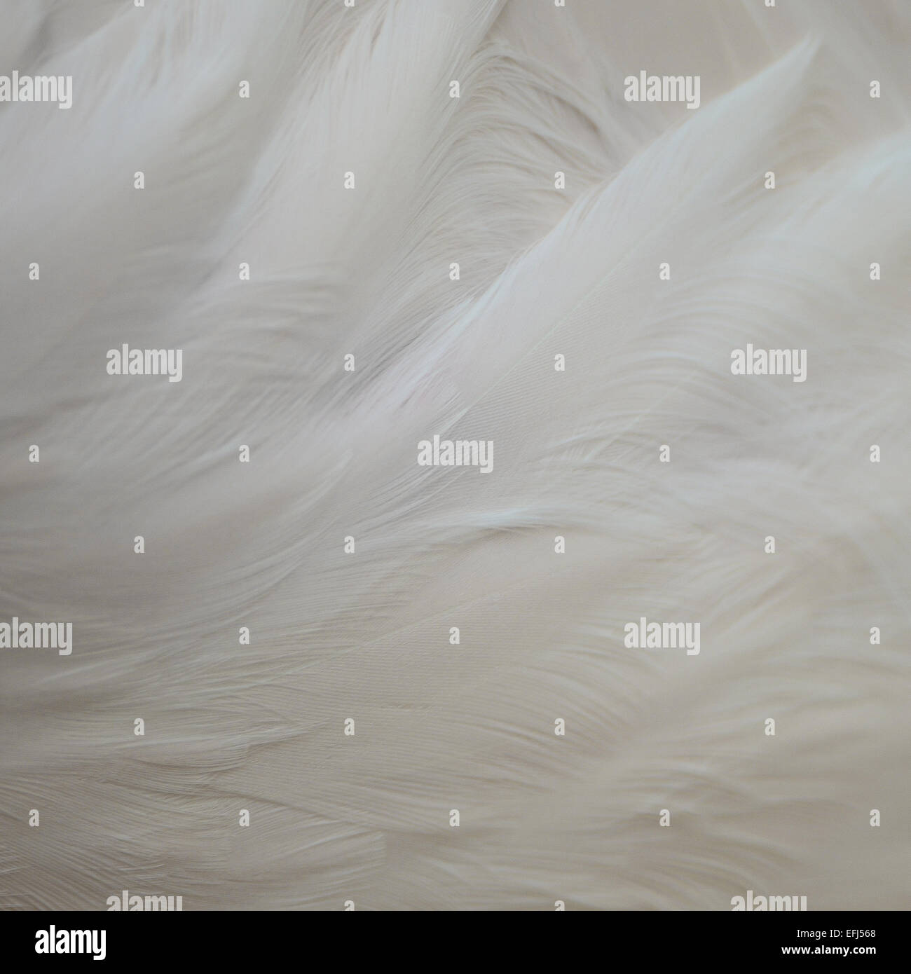 Bird and texture hi-res stock photography and images - Alamy