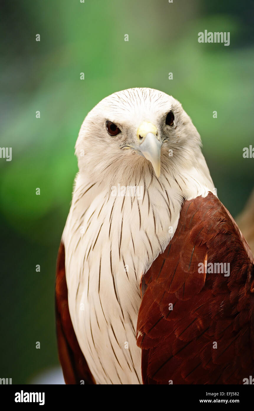 Brahminy Kite (Haliastur indus), face profile Stock Photo - Alamy