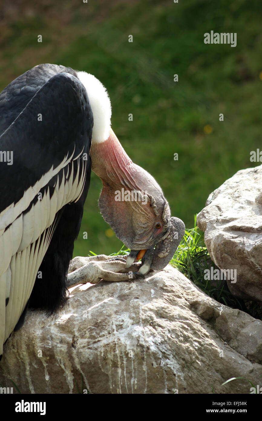An Andean Condor perched on a rock at an outdoor bird sanctuary near ...