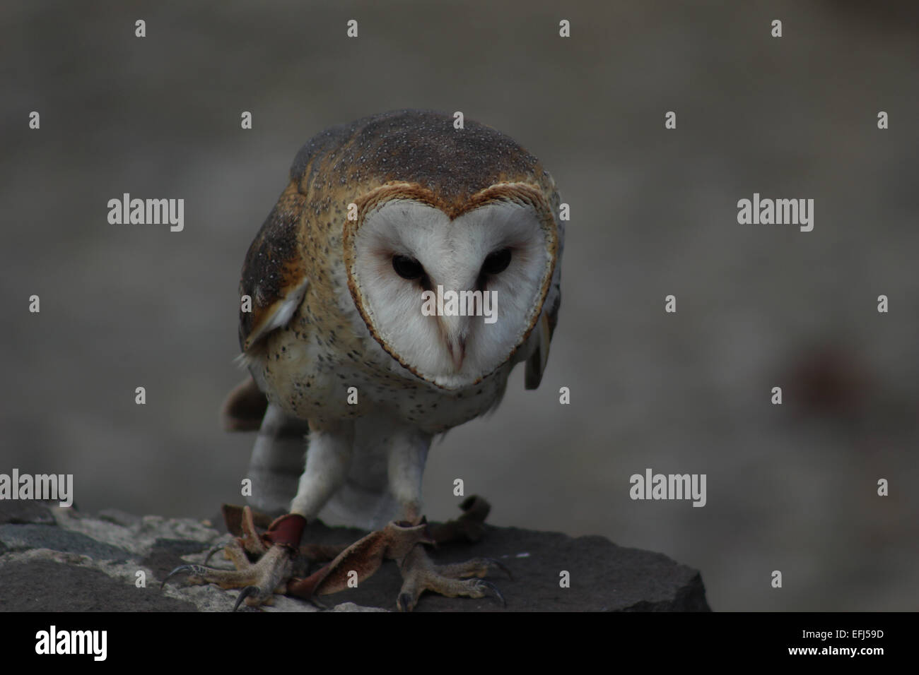 A Barn Owl at an outdoor bird sanctuary near Otavalo, Ecuador Stock ...