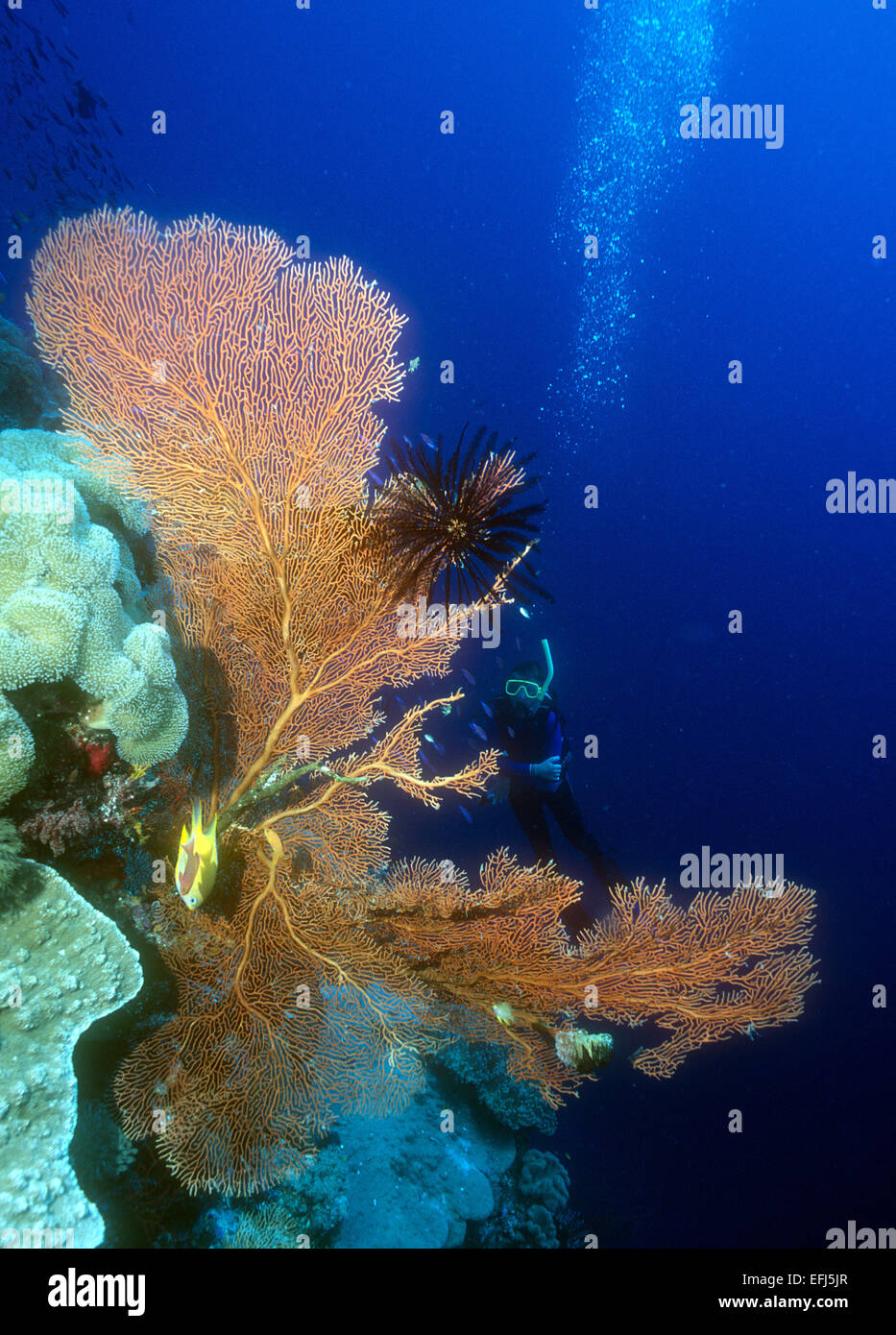 Diver behind sea fans hi-res stock photography and images - Alamy