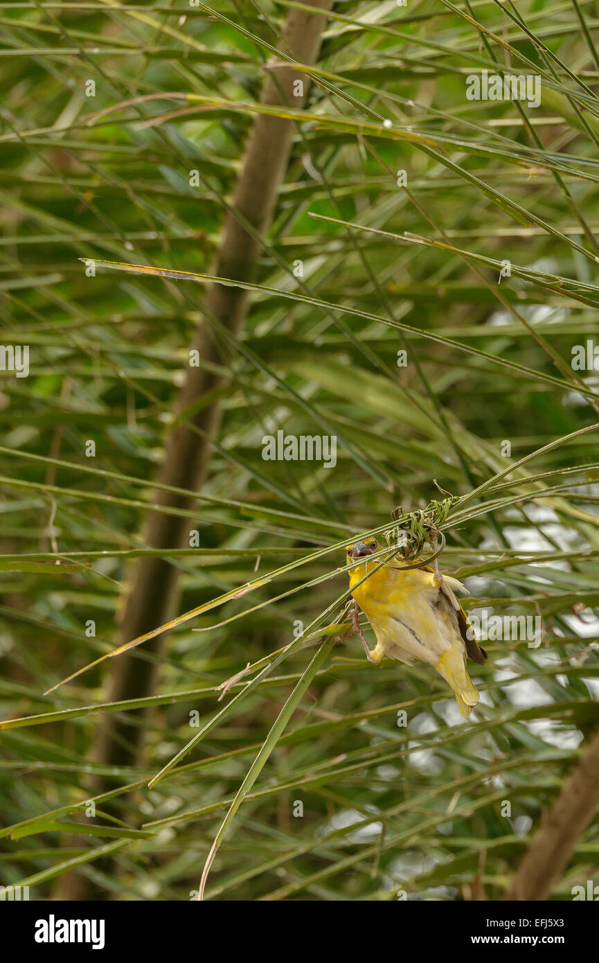 A male African golden (yellow) weaver bird (Ploceus subaureus) weaves ...