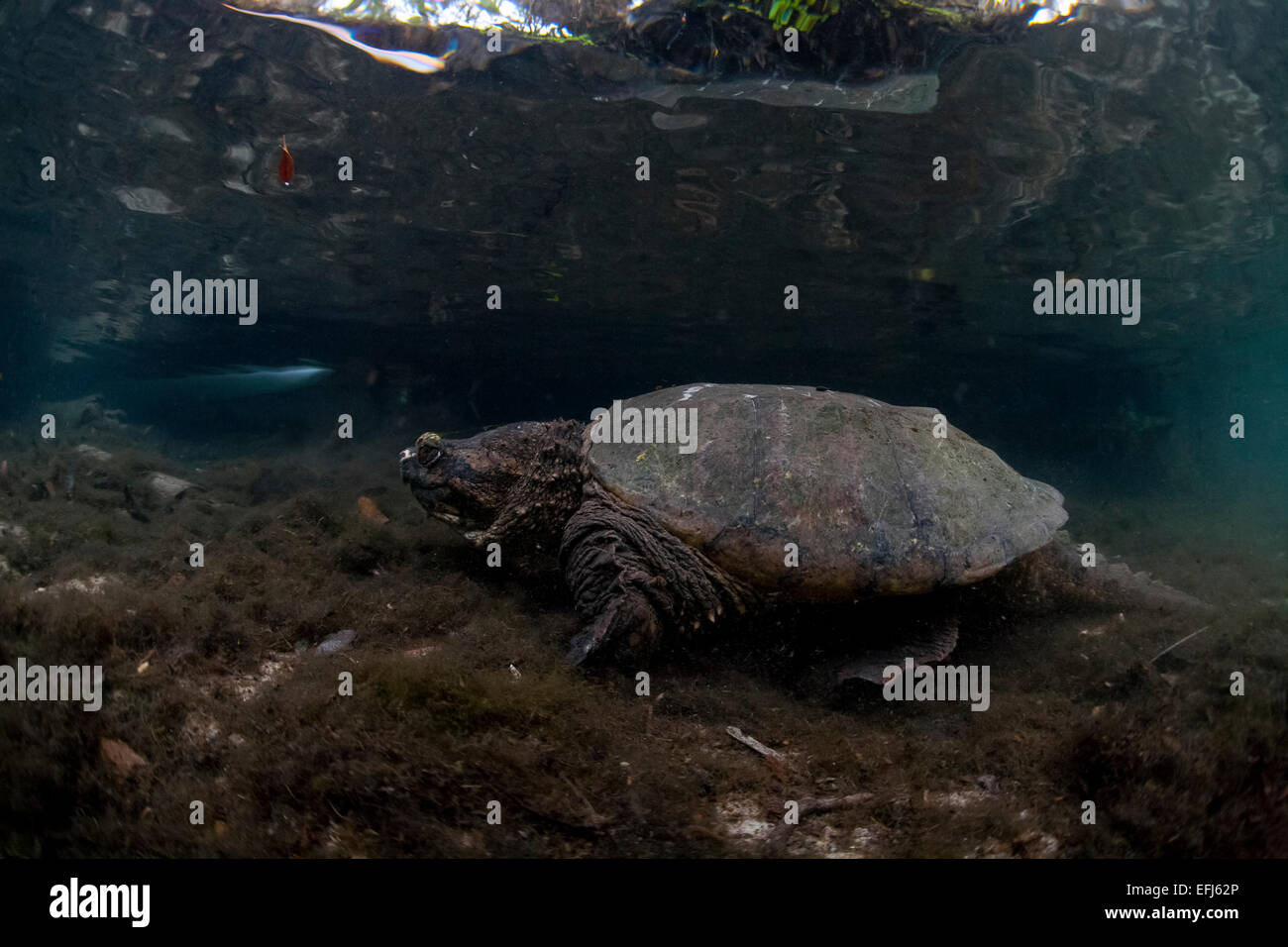 Florida snapping turtle underwater hi-res stock photography and images ...