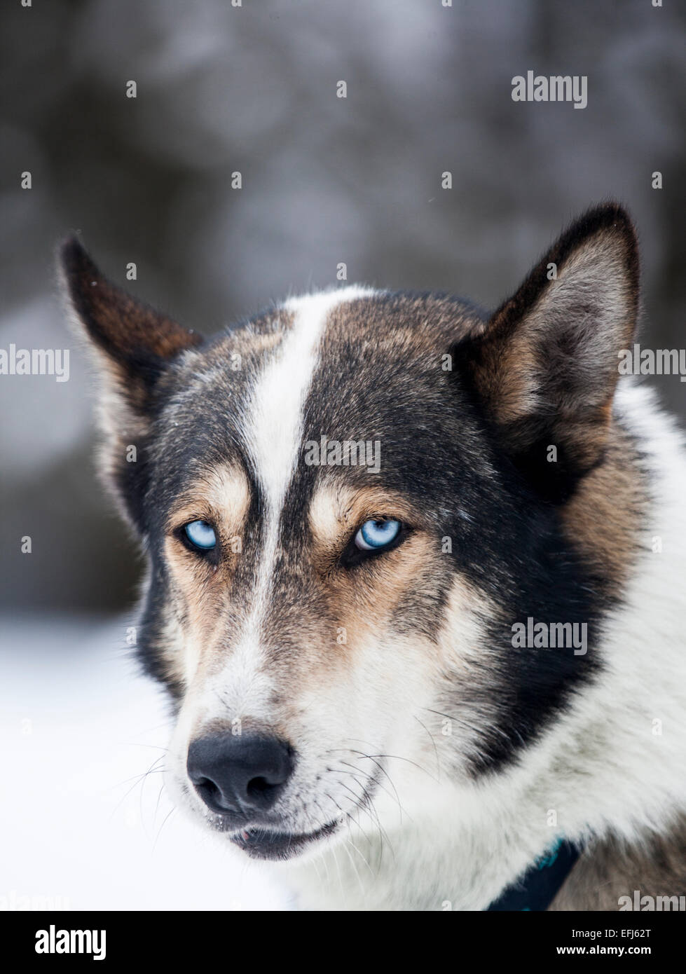 Husky with blue eyes, sledge dog, Unterjoch, Allgaeu, Bavaria, Germany ...