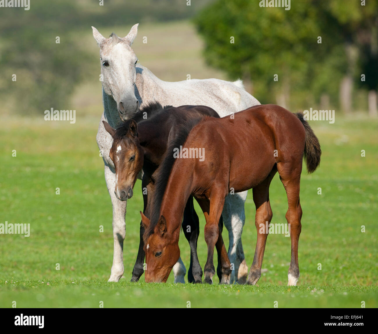 White mare hi-res stock photography and images - Alamy