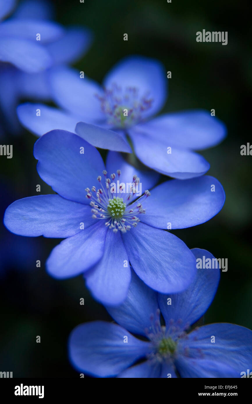 Hepatica (Anemone hepatica Stock Photo - Alamy