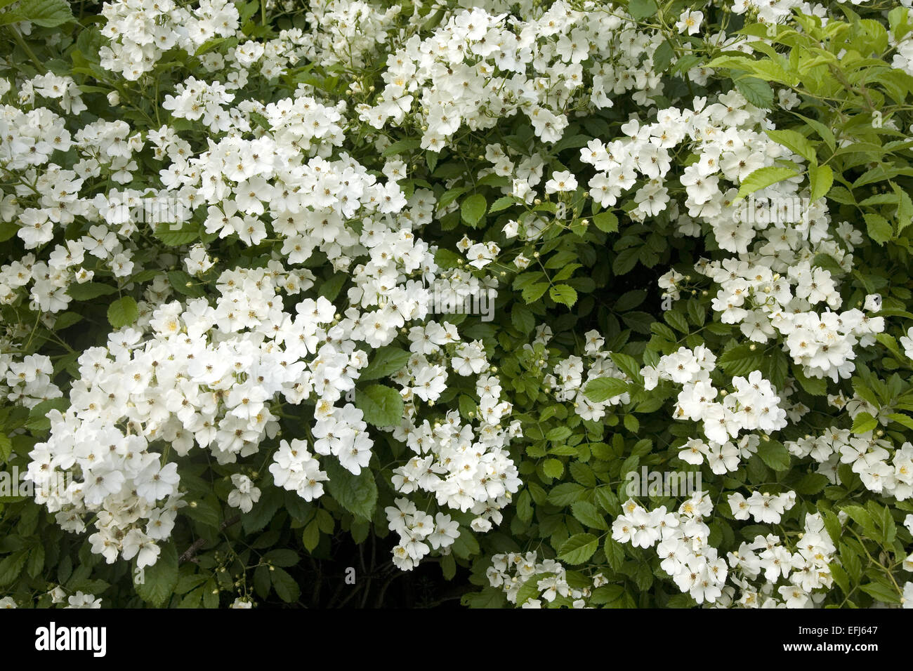 Rosa multiflora flower hi-res stock photography and images - Alamy