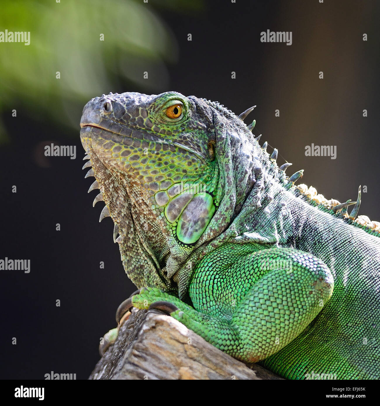 Female Green Iguana (Iguana iguana), face profile Stock Photo - Alamy